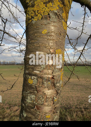 The Kirsche (cherry tree) in Reilingen, Germany, is a significant ...