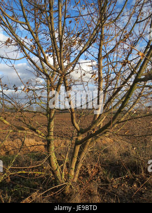 Photo of Acer campestre, commonly known as the field maple, a deciduous ...