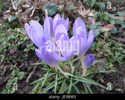 *Crocus tommasinianus*, commonly known as the Tommasini crocus, is an ...