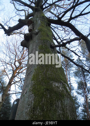 A photograph of *Fagus sylvatica*, commonly known as European beech ...