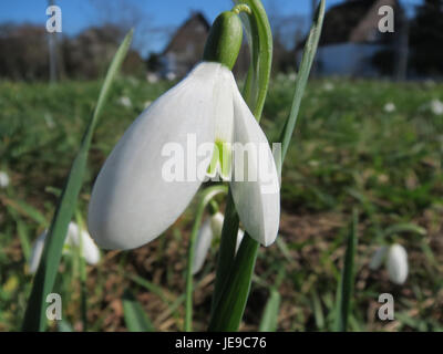 A photograph of Galanthus nivalis, commonly known as the snowdrop. This ...
