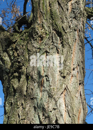 The Robinia pseudoacacia, commonly known as black locust, is a fast ...