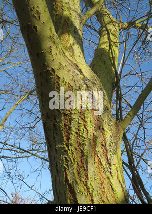 Photograph of Salix caprea, commonly known as goat willow, displaying ...
