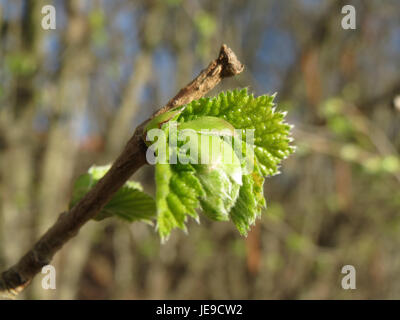 Small hazel tree in a forest. Sunny summer day Stock Photo - Alamy
