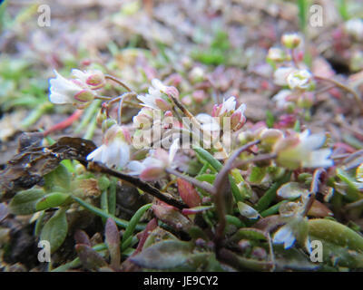 Draba verna, commonly known as spring draba, is a small perennial plant ...