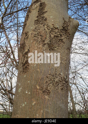 A photograph of Fraxinus excelsior, commonly known as the European ash ...