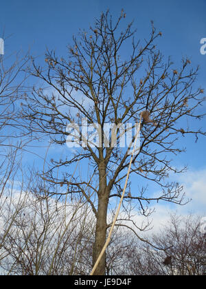 The image features *Fraxinus excelsior*, commonly known as European ash ...