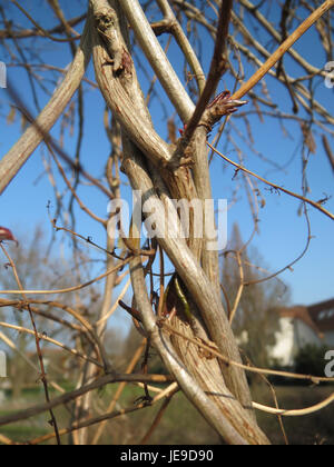 Fallopia baldschuanica, also known as the Russian vine, is a fast ...