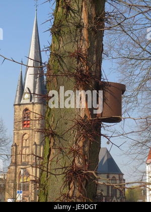 The 'Gleditsia triacanthos,' commonly known as the honey locust, is a ...