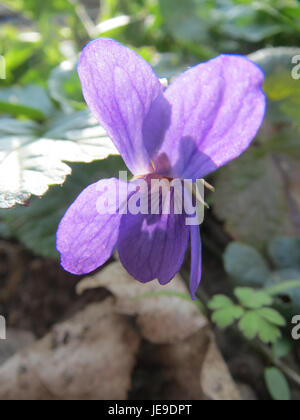Sweet Violet (Viola odorata) flowering plant, studio picture Stock ...