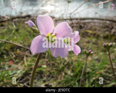The image depicts Cardamine pratensis, commonly known as the meadow ...