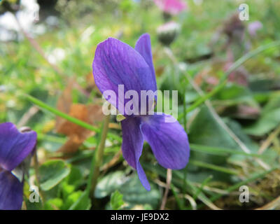 Sweet Violet (Viola odorata) flowering plant, studio picture Stock ...