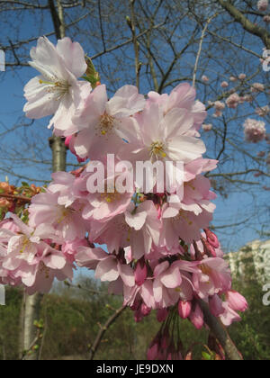 A beautiful pink blossom tree captured in a park Stock Photo - Alamy