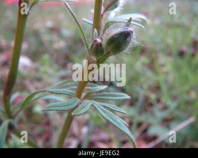 Ranunculus acris, also known as meadow buttercup, is a flowering plant ...
