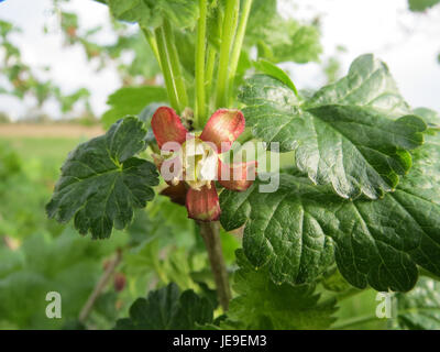 Ribes uva-crispa, commonly known as gooseberry, is a fruit-bearing ...