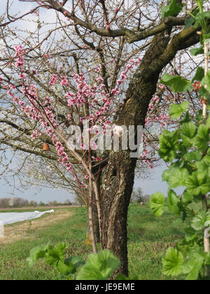 Prunus dulcis, commonly known as the almond tree, is valued for its ...