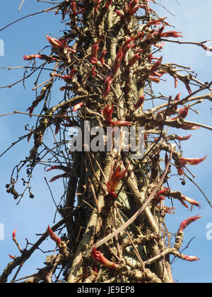 Parthenocissus quinquefolia, commonly known as Virginia Creeper, is a ...