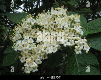 Viburnum lantana, commonly known as wayfaring tree, is a flowering ...