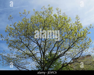 Quercus rubra, commonly known as northern red oak, is a large deciduous ...