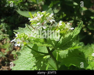 Alliaria petiolata, also known as garlic mustard, is an invasive plant ...