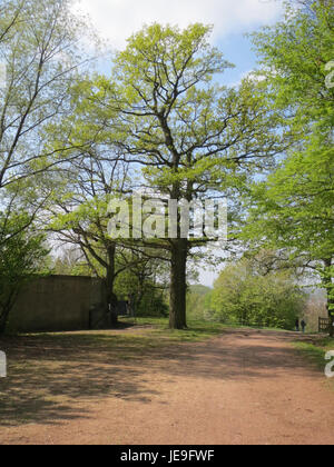 Common oak or European oak (Quercus robur) is a deciduous tree native ...