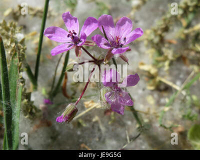 This photograph captures Erodium cicutarium, commonly known as redstem ...