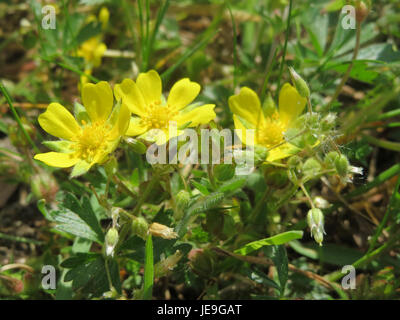 Potentilla neumanniana, also known as the creeping cinquefoil, is a ...