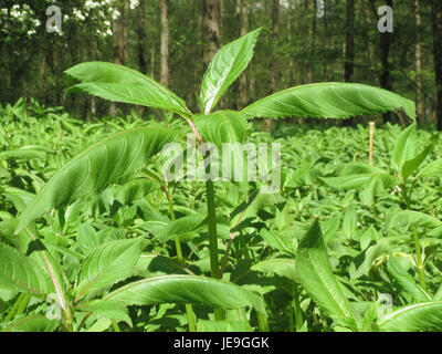 Impatiens glandulifera, also known as Himalayan balsam, is a flowering ...