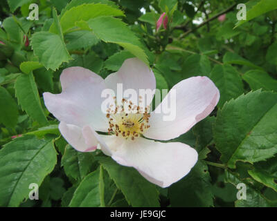 This image depicts Rosa canina, commonly known as the dog rose, a ...