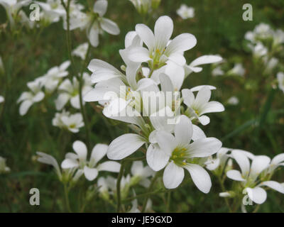 Small white flowers chickweed or Cerastium arvense on meadow. Cerastium ...