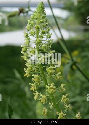 Reseda lutea, commonly known as yellow mignonette, is a flowering plant ...