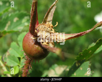 Rosa spinosissima, commonly known as the Scotch rose, is a species of ...