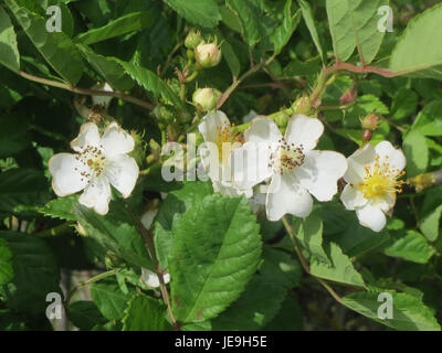 Rosa multiflora, commonly known as multiflora rose, is captured in full ...