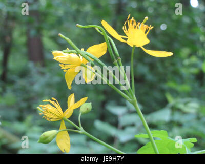 The image captures Chelidonium majus, commonly known as greater ...