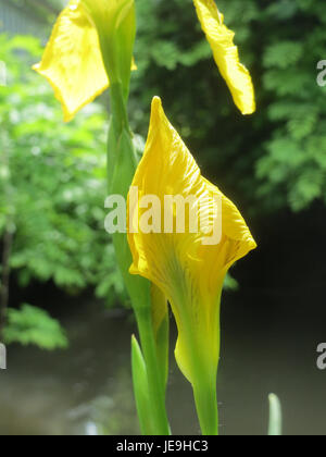 Iris pseudacorus, also known as yellow flag iris, is a species of ...