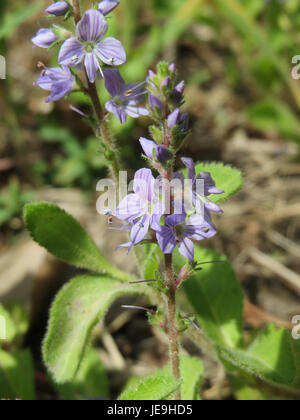 Veronica officinalis, commonly known as common speedwell, is a ...