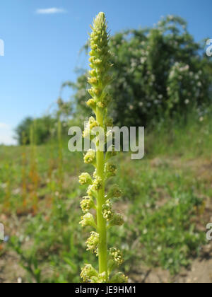 A photograph of Reseda luteola, commonly known as weld, taken on July ...