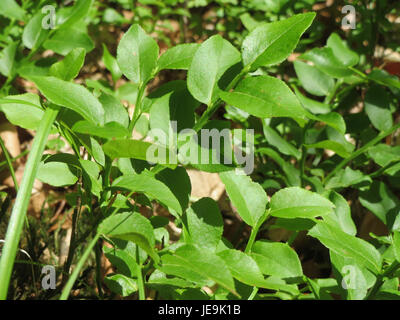 (Vaccinium myrtillus) is a species of shrub with edible fruit of blue ...