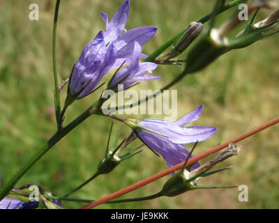 Campanula rapunculus, also known as rampion bellflower, is a perennial ...