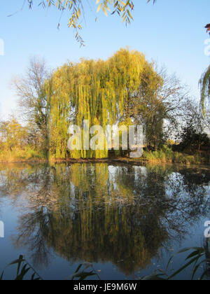 The drooping branches of a Weeping Willow (salix babylonica) and a dead ...