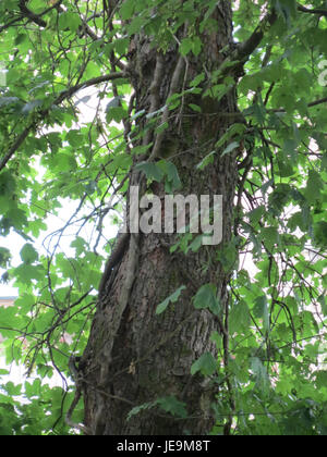 Acer pseudoplatanus, commonly known as the sycamore maple, is a large ...