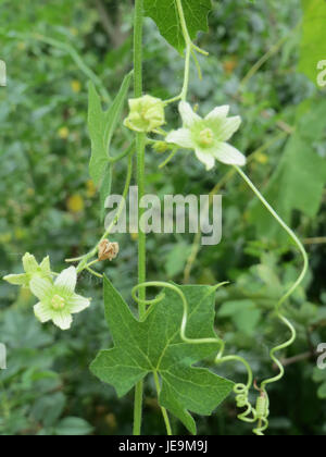Bryonia dioica, also known as white bryony, is a plant species native ...