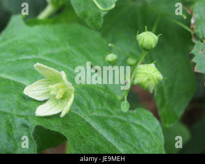 Bryonia dioica, commonly known as white bryony, is a climbing plant ...