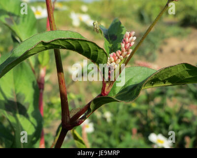 This image depicts Persicaria lapathifolia, commonly known as pale ...