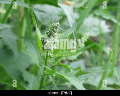A photograph of Chenopodiastrum hybridum, a plant species in the ...