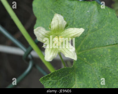 Bryonia dioica, also known as white bryony, is a climbing plant native ...