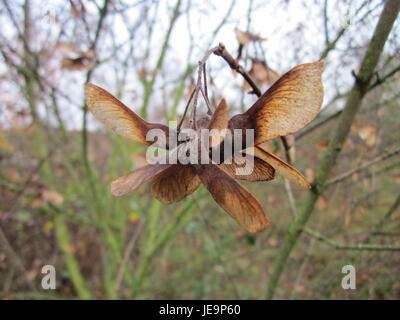 Ahorn (Acer) trees in Reilingen, Germany, are known for their ...