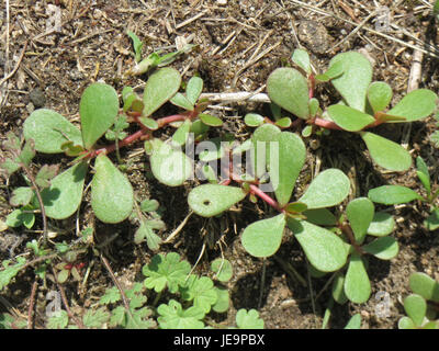 Portulaca oleracea, also known as purslane, photographed on August 22 ...