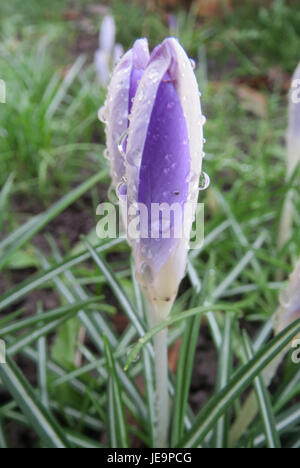 Crocus tommasinianus, commonly known as Tommasini’s crocus, is a ...