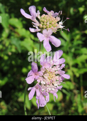 Scabiosa columbaria, commonly known as the small scabious, is a ...